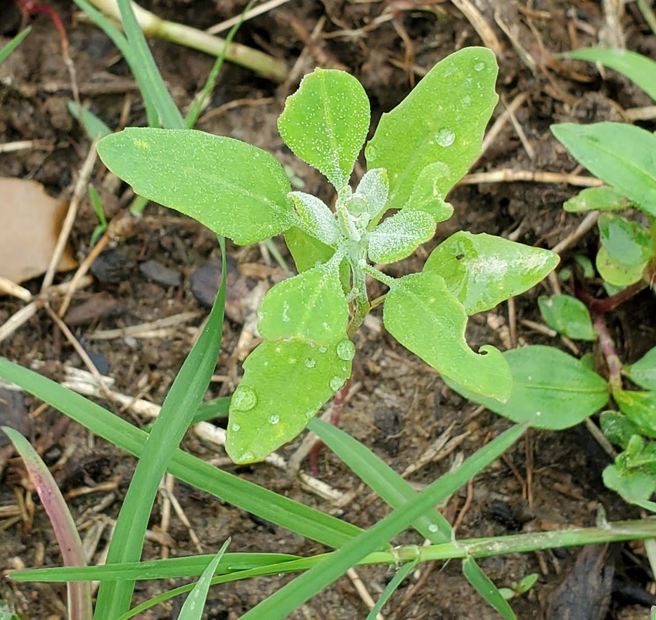 Goosefoot | Gathering, Gardening, and Agriculture