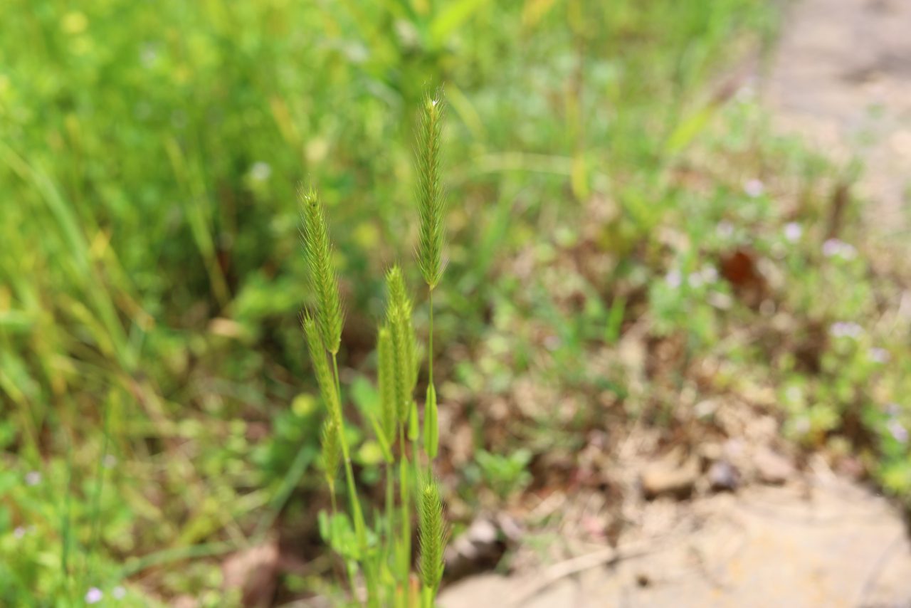 Little Barley | Gathering, Gardening, and Agriculture