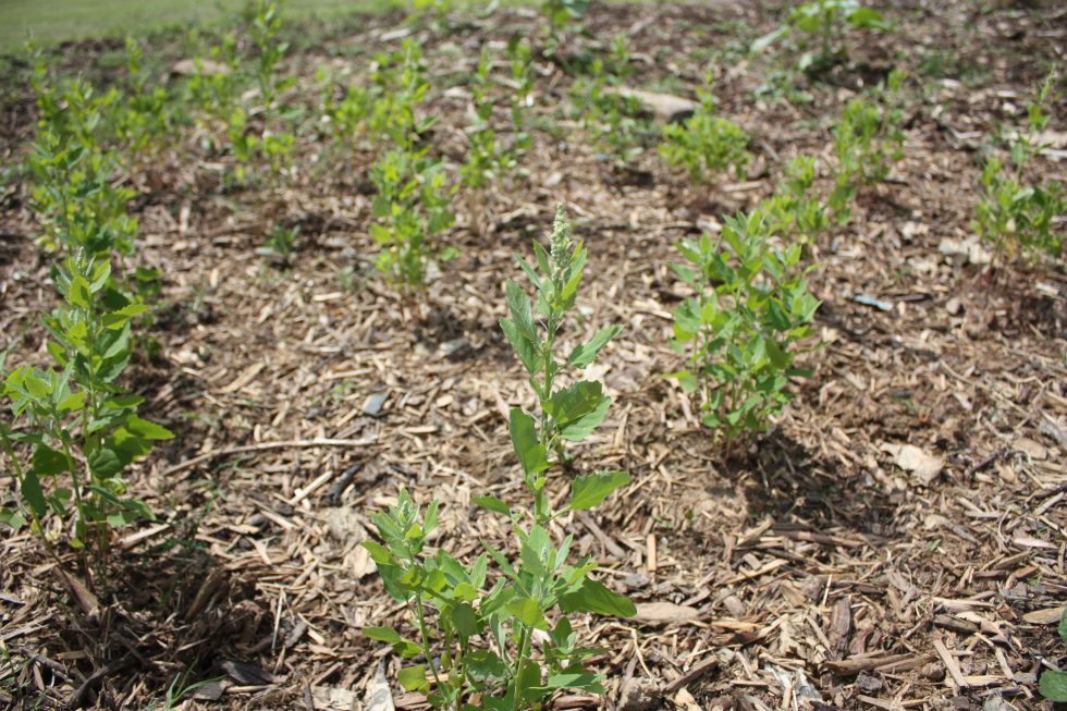 Greens | Gathering, Gardening, and Agriculture