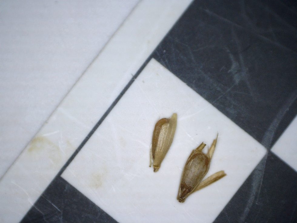 Little Barley | Gathering, Gardening, and Agriculture