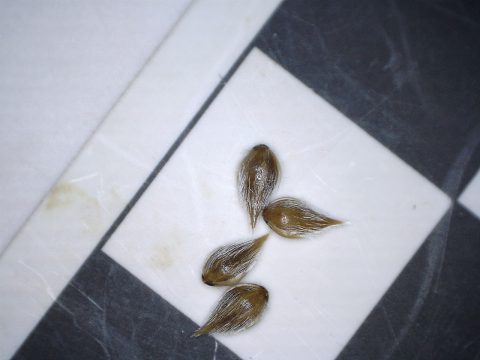 Maygrass | Gathering, Gardening, and Agriculture