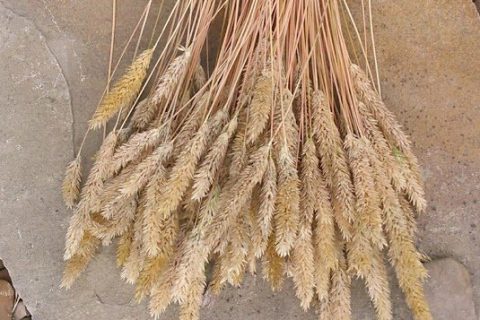 Maygrass | Gathering, Gardening, and Agriculture