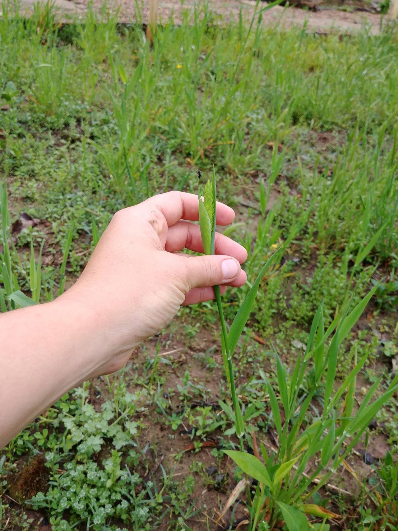 Maygrass | Gathering, Gardening, and Agriculture