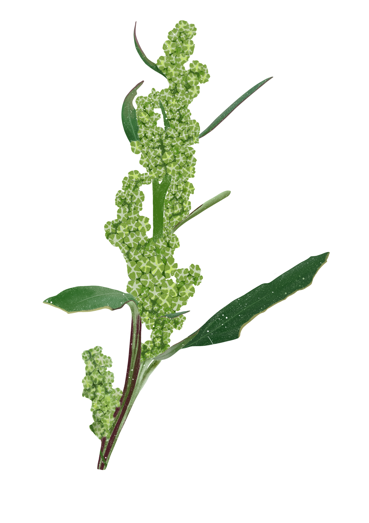 Goosefoot | Gathering, Gardening, and Agriculture