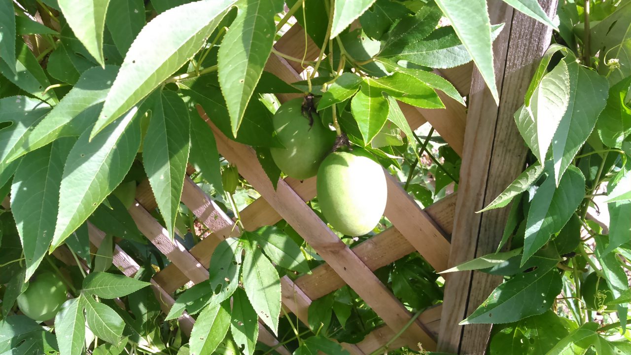 Fruits | Gathering, Gardening, and Agriculture