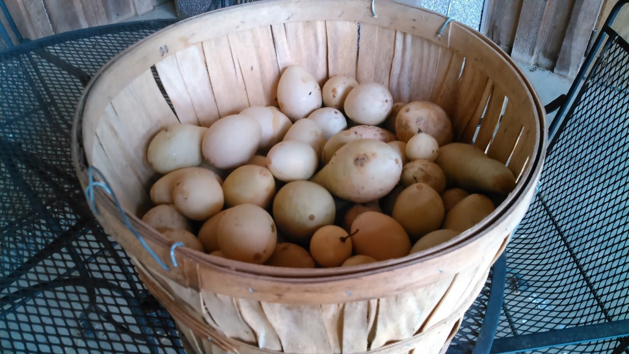 Squash pepo | Gathering, Gardening, and Agriculture