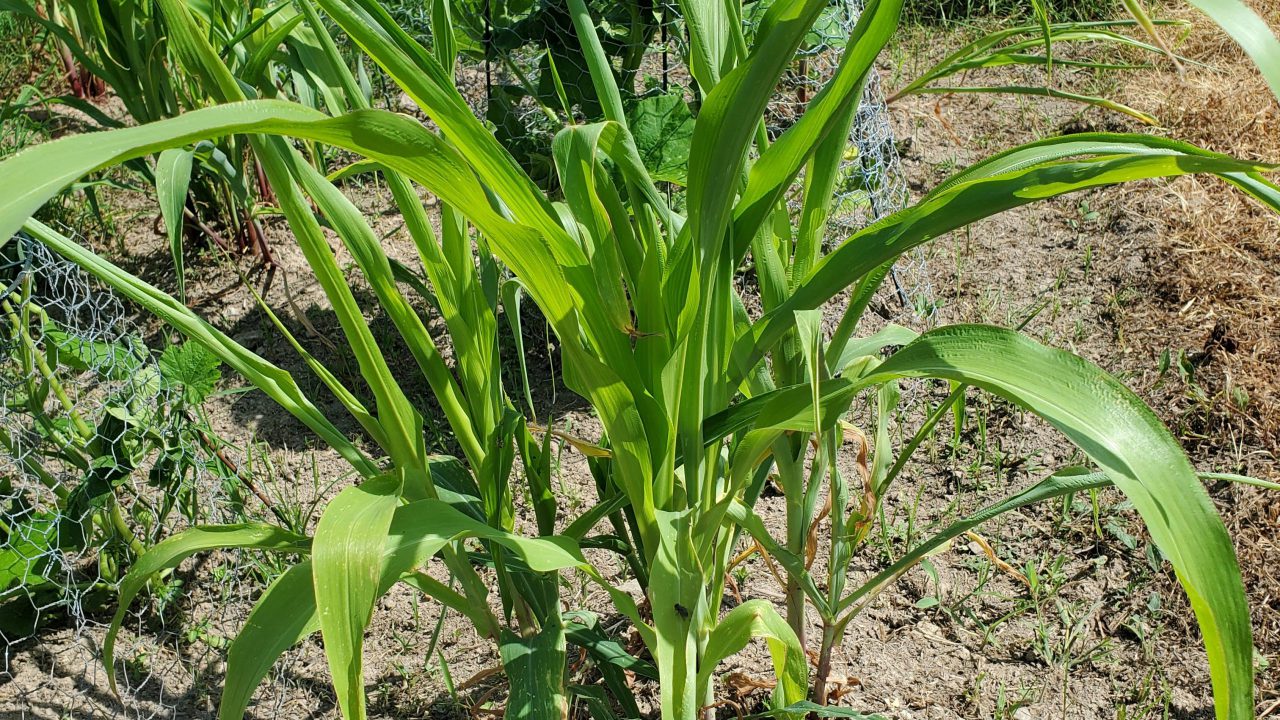 Corn | Gathering, Gardening, and Agriculture