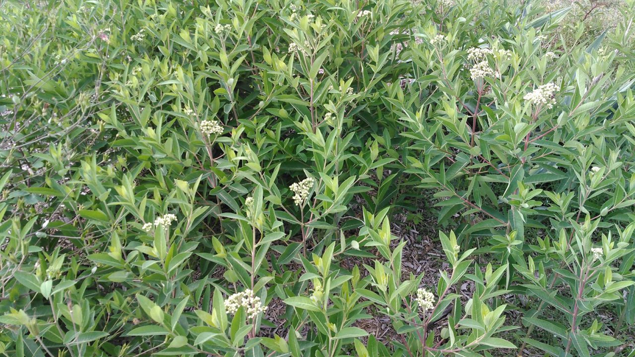 Technological Use of Plants | Gathering, Gardening, and Agriculture