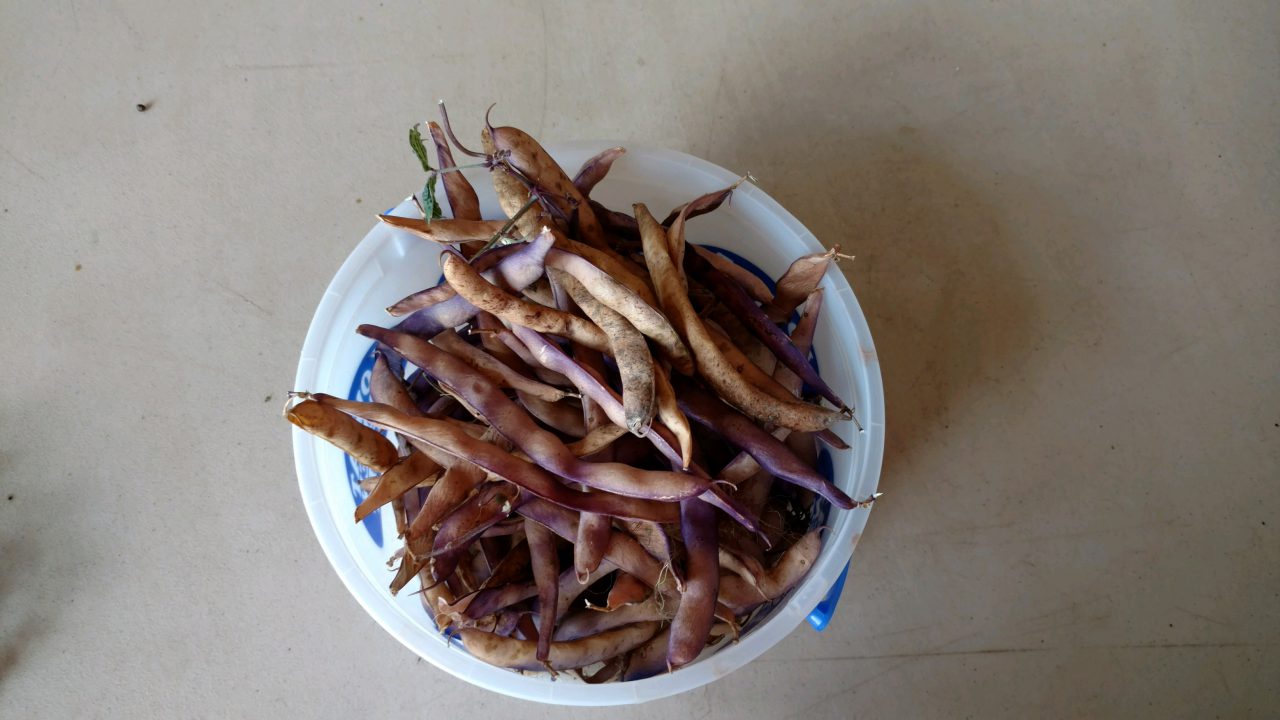 Beans | Gathering, Gardening, and Agriculture