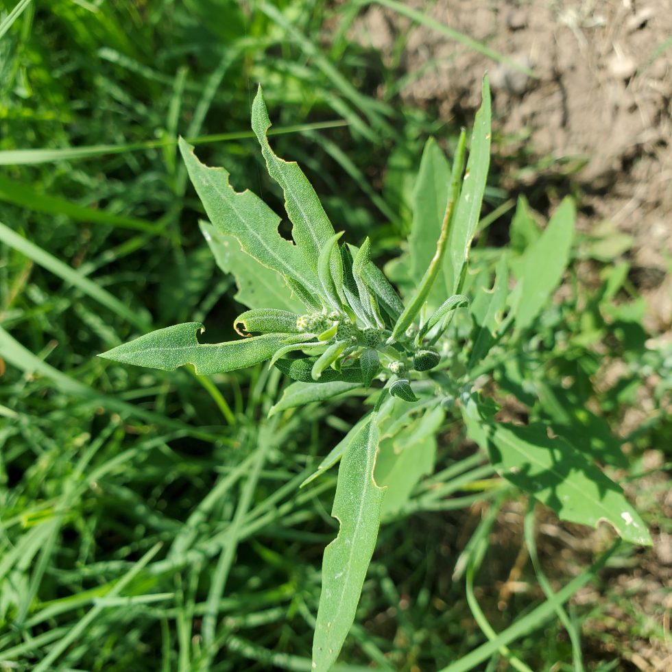 Goosefoot | Gathering, Gardening, and Agriculture