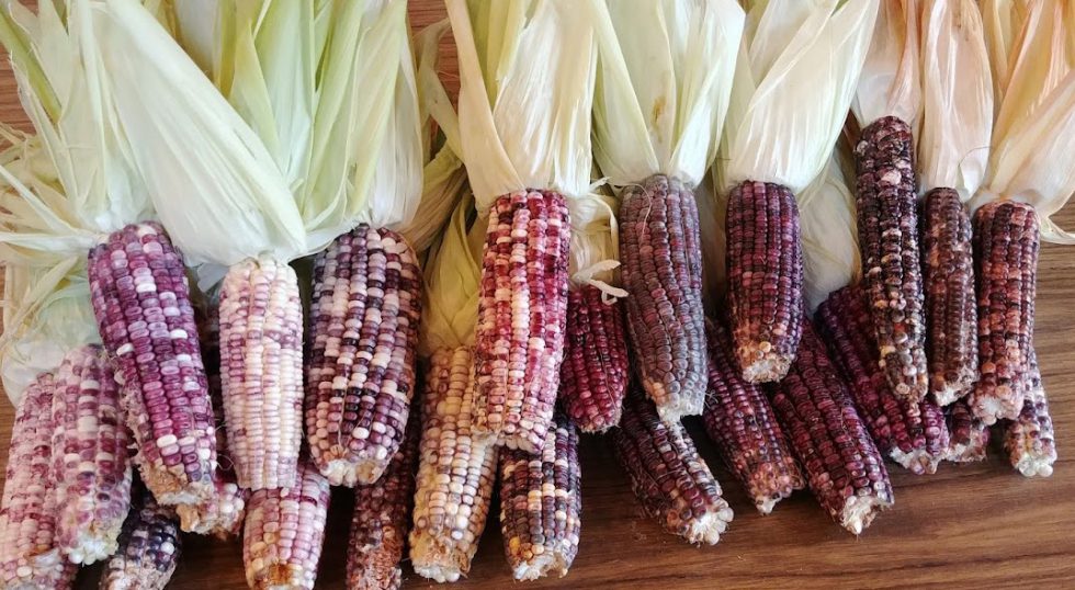 Corn | Gathering, Gardening, and Agriculture