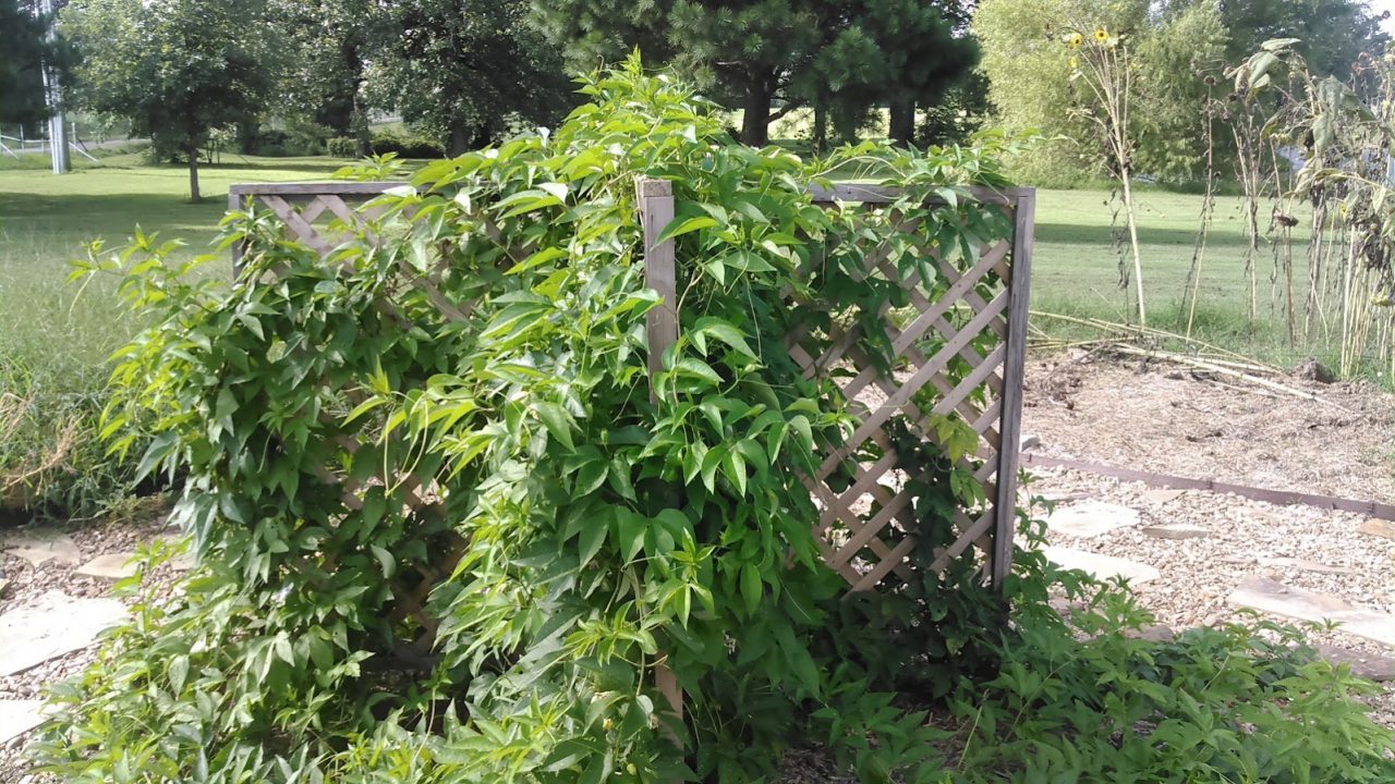 Fruits | Gathering, Gardening, and Agriculture