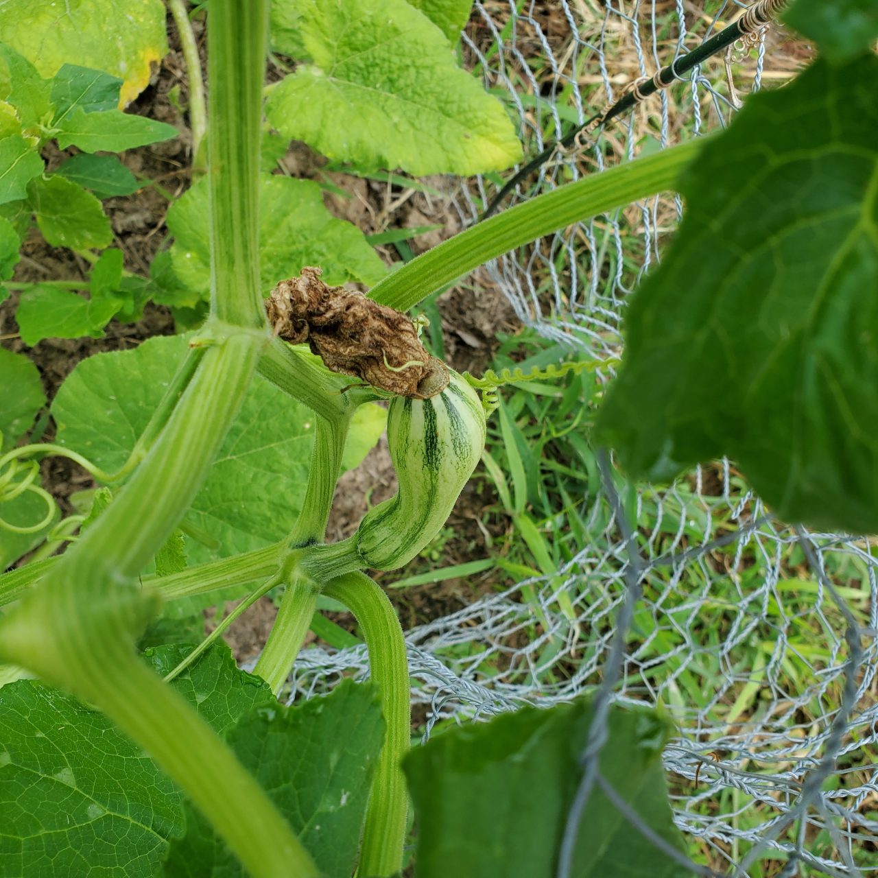 Cushaw squash | Gathering, Gardening, and Agriculture