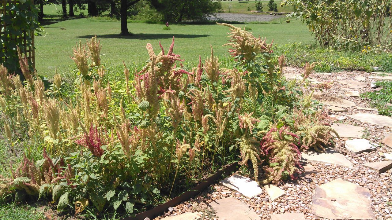 Amaranth | Gathering, Gardening, and Agriculture